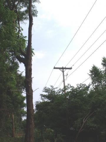 Tree Trimming Beginning | Pella Cooperative Electric
